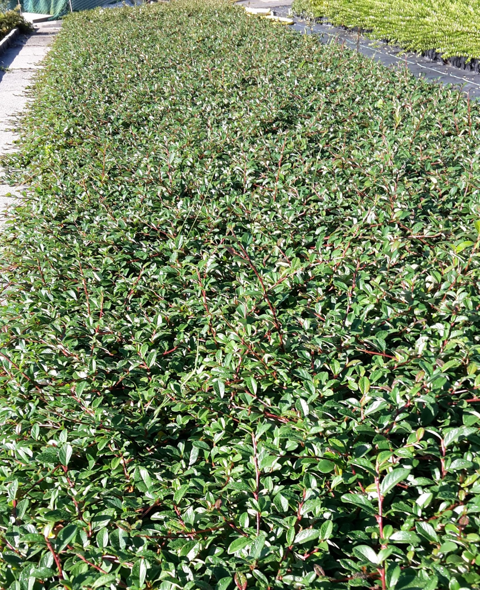 Cotoneaster dammeri Radicans - Gartenbau Menke